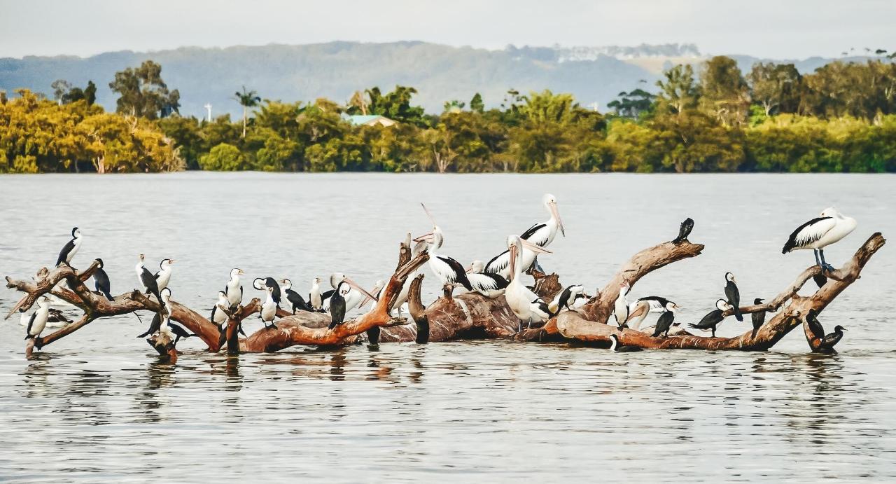 Scenic Ballina River Cruise - Out Of The Blue Adventures Reservations
