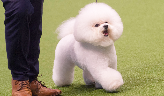 Crufts 2026 - Sat 7th March 2026 - Highcliffe Coach Holidays Reservations