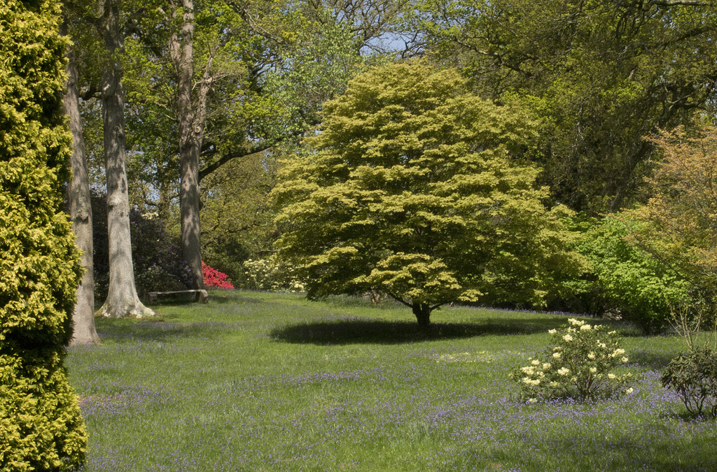 High Beeches Woodland & Water Garden, Sussex - Thu 29th April 2021 ...