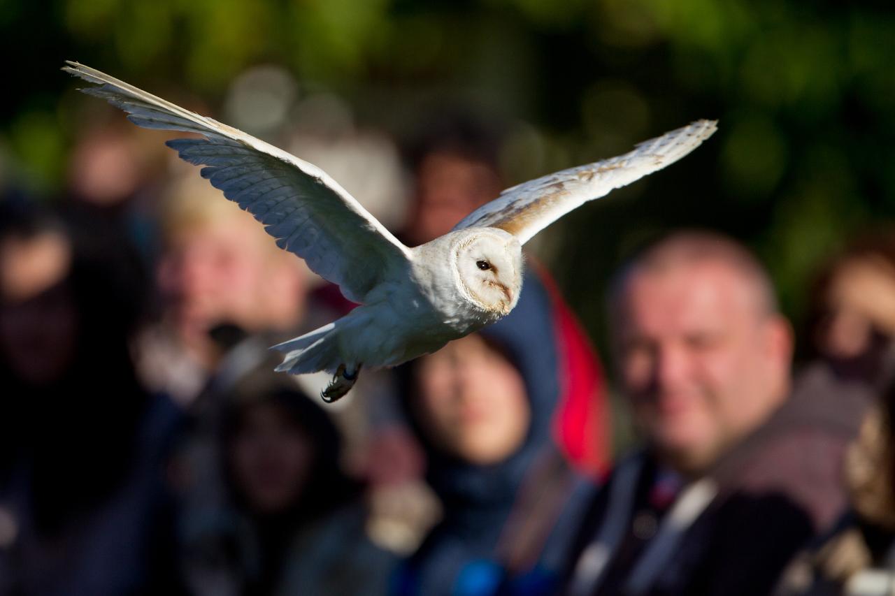 Hawk Conservancy Trust - Tue 7th May 2024 - Highcliffe Coach Holidays ...