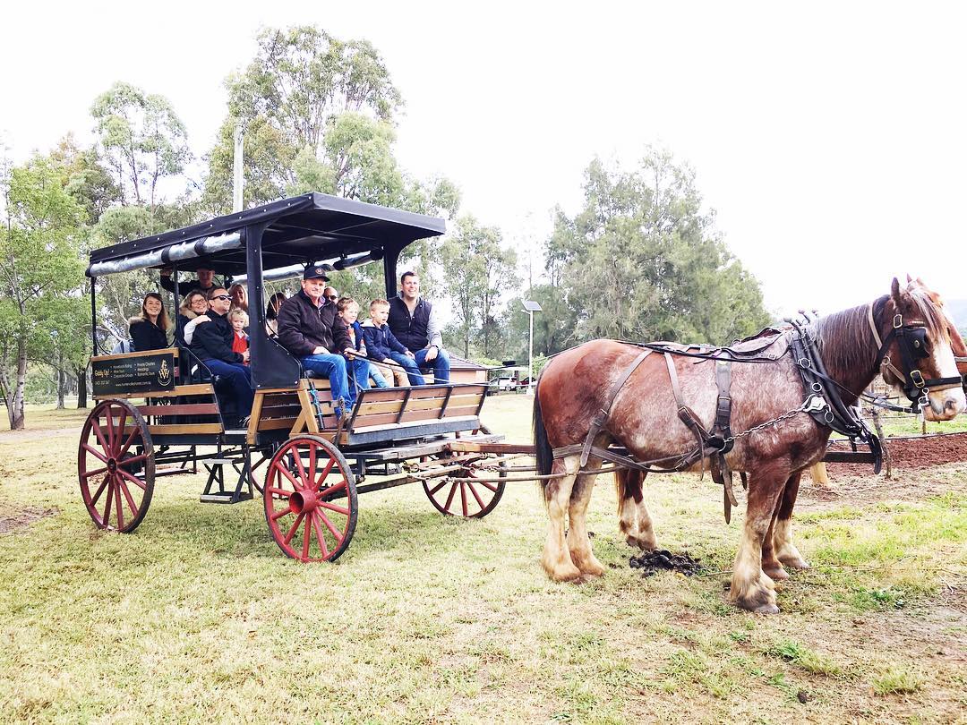 45-minute Vineyard Horse-Drawn Carriage Ride - Hunter Valley Horses ...