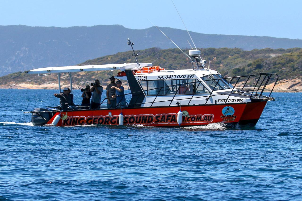 2 Hour Custom Safari - Build your own tour for up to 12 people - Turers ...