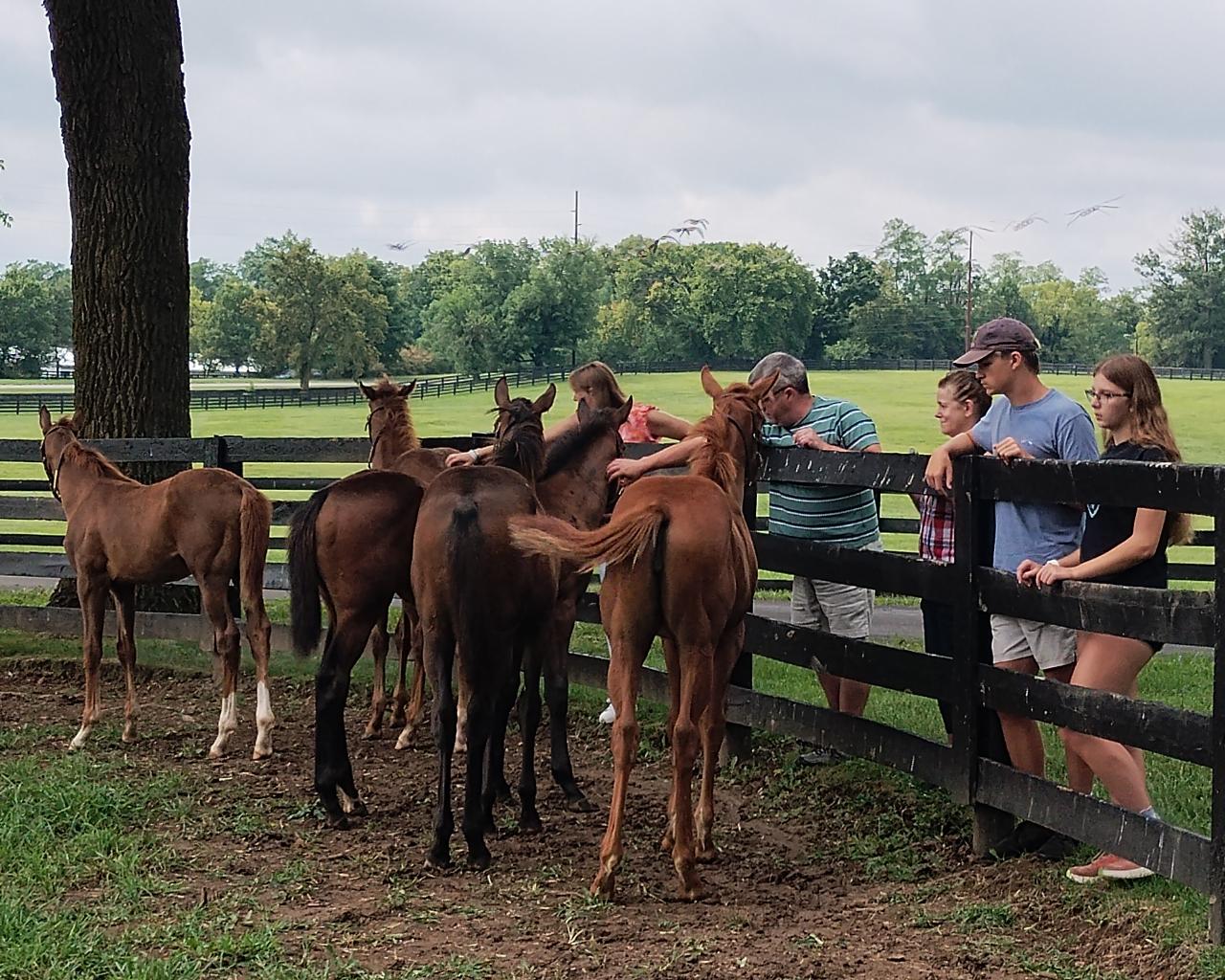 Horse Farm Tours of the Kentucky Bluegrass - Thoroughbred Heritage ...